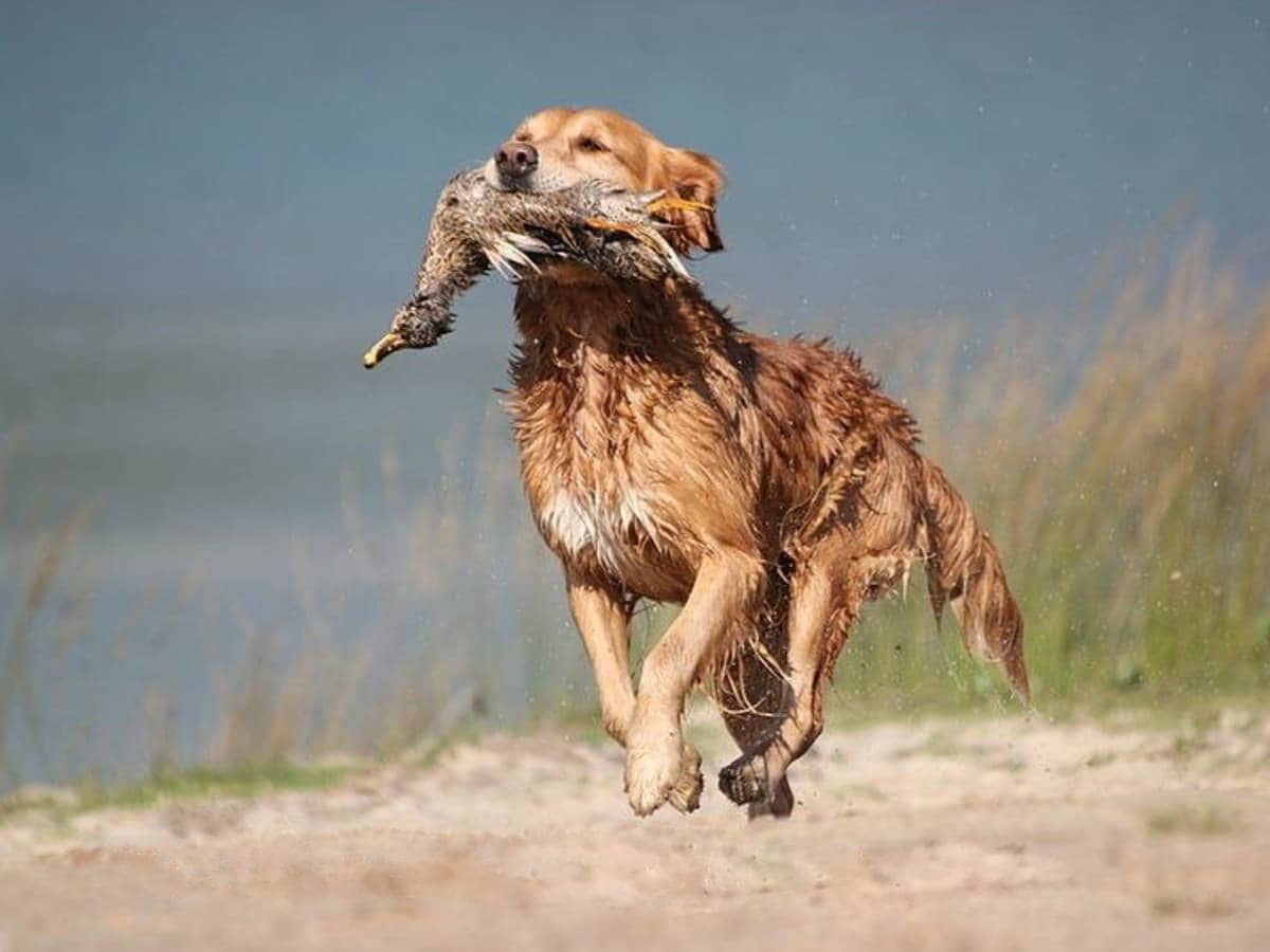 Top 100 Duck Hunting Dog Names 2024 We Love Doodles