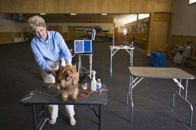 How to Build a DIY Dog Grooming Table! - We Love Doodles