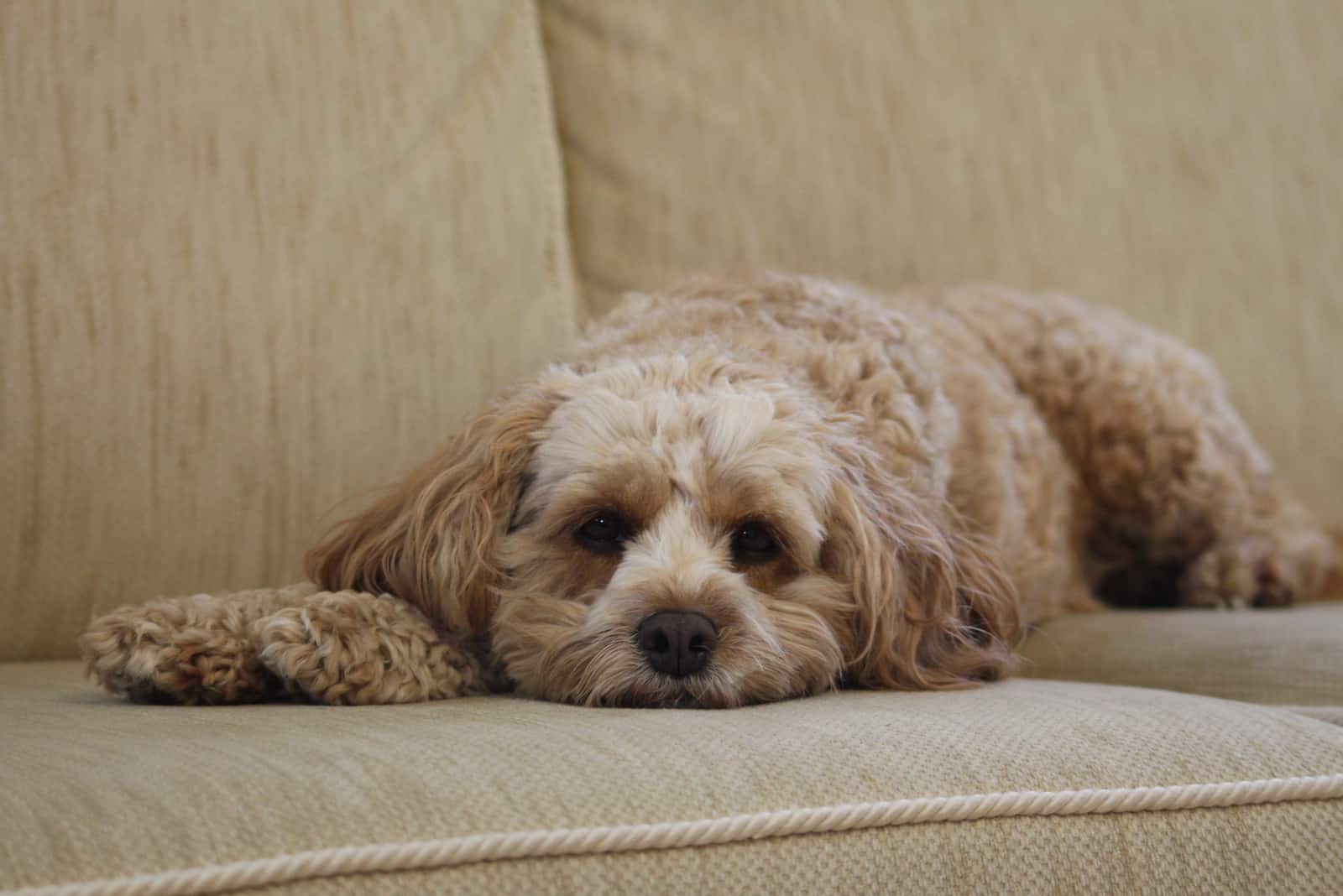 3 Best Cavapoo Breeders in Montana!