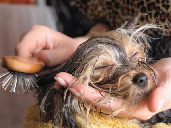 How to Cut Your Yorkies Hair at Home? Step by Step Guide! - We Love Doodles
