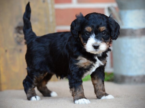 7 Top Tri Color Bernedoodle Breeders In The U.S.! (2022) - We Love Doodles