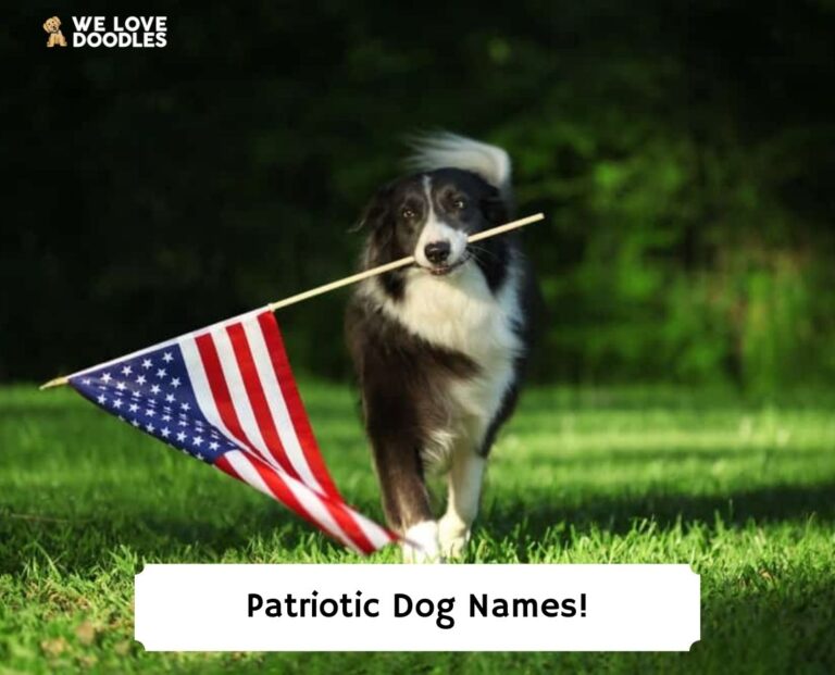 The 86 Best Patriotic Dog Names! - We Love Doodles