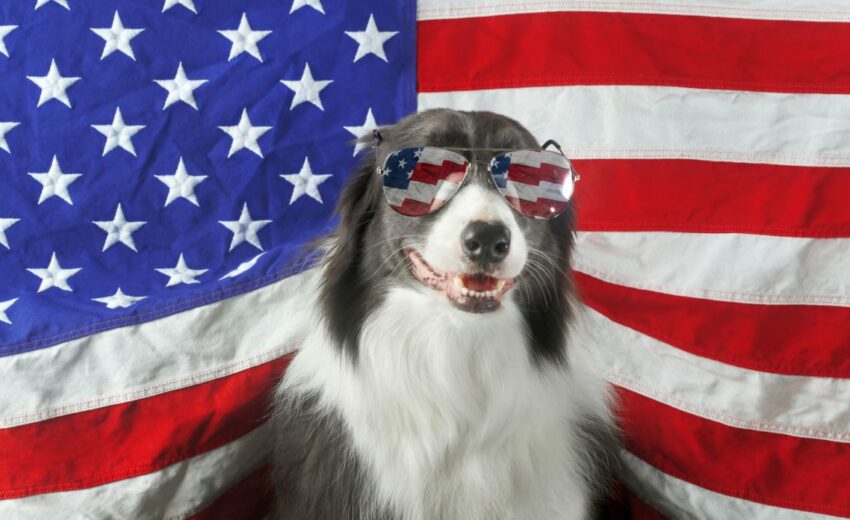 The 86 Best Patriotic Dog Names! - We Love Doodles