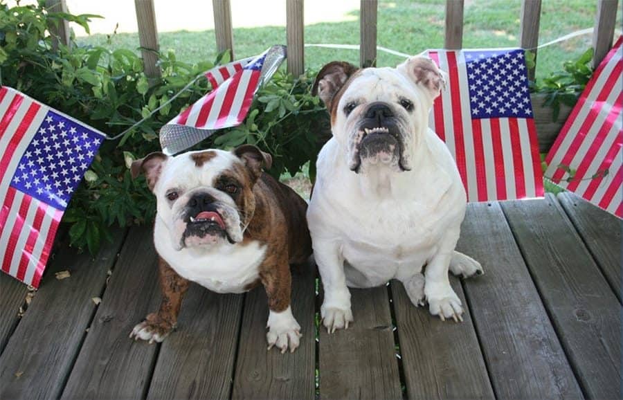 The 86 Best Patriotic Dog Names! - We Love Doodles