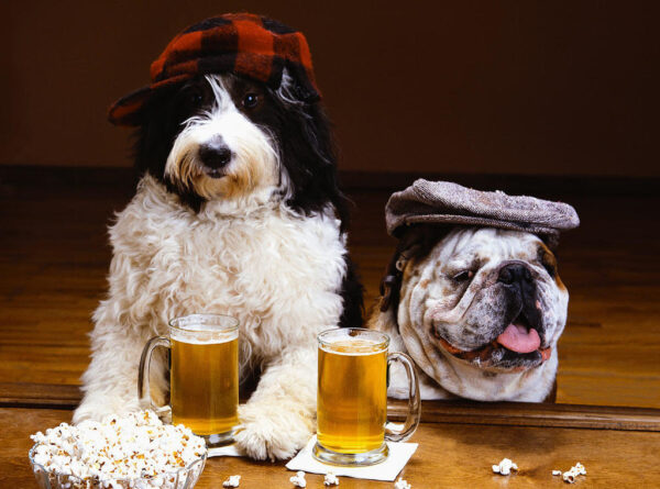 113 Beer Names for Dogs! - We Love Doodles