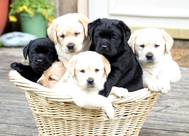 9 Best English Labrador Breeders in the US!