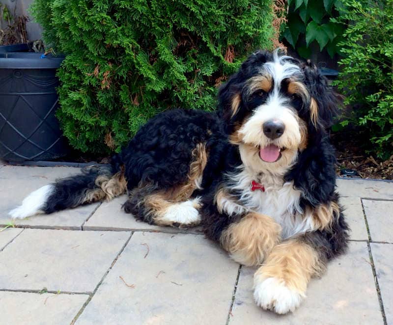 Top 5 Adult Bernedoodle Breeders! (2024) - We Love Doodles