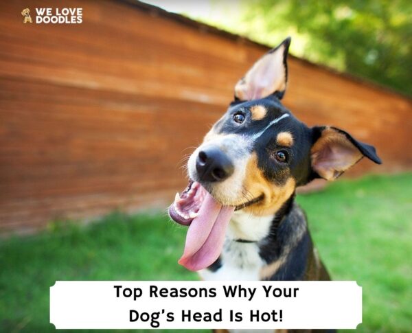 8 Reasons Why Your Dog’s Head is Hot! - We Love Doodles