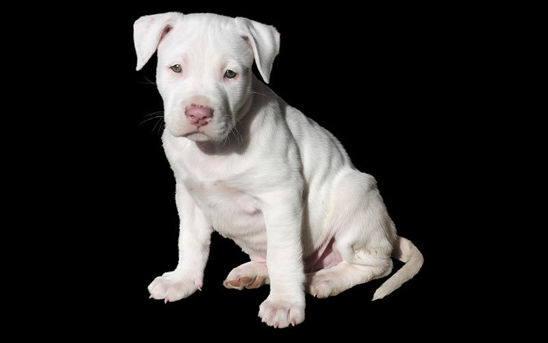 Top 50 Blue Pitbull Names! (2022) - We Love Doodles