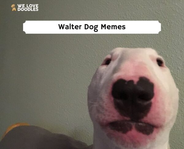 13 Walter the Dog Memes!