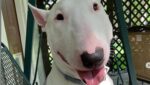 13 Walter the Dog Memes!