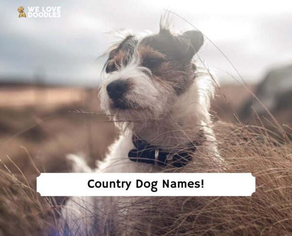The 113 Best Country Dog Names!