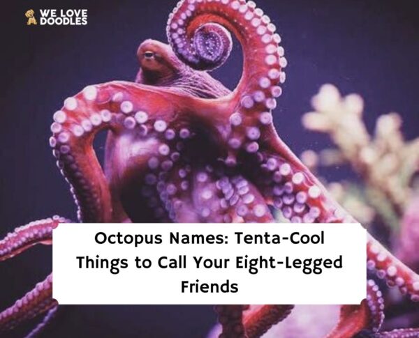 103 Octopus Names: Tenta-Cool Names! (2024) - We Love Doodles