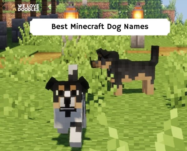 218 Best Minecraft Dog Names! - We Love Doodles