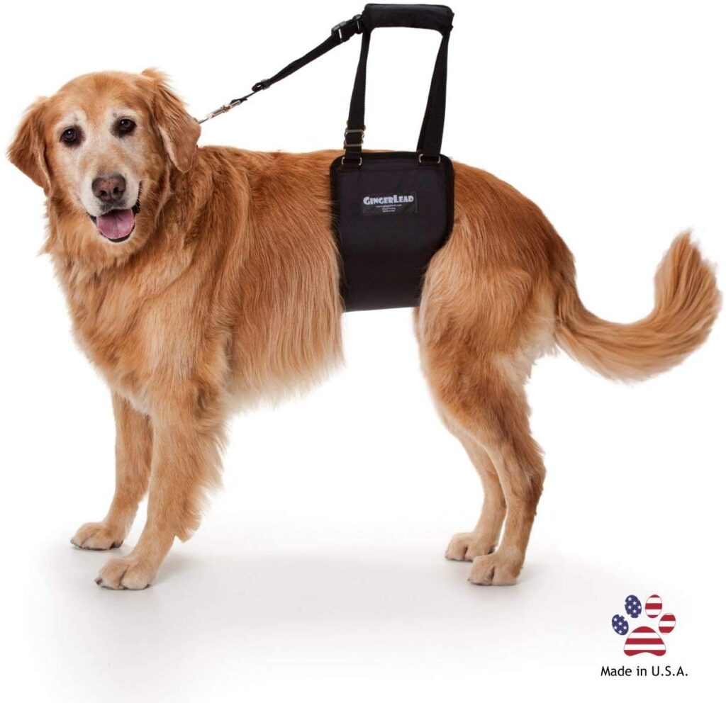The 6 Best Hip Braces for Dogs with Hip Dysplasia!