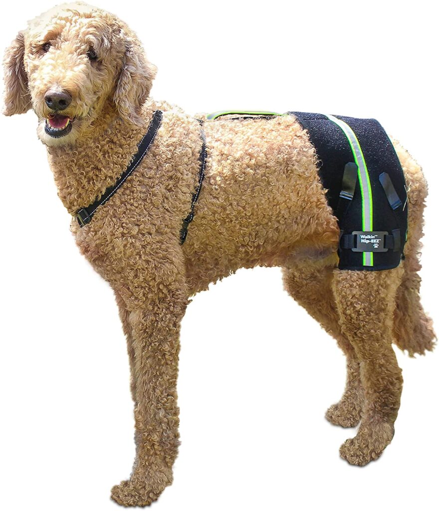 The 6 Best Hip Braces for Dogs with Hip Dysplasia! - We Love Doodles