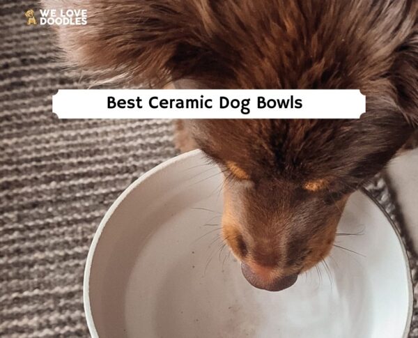 The 8 Best Ceramic Dog Bowls! - We Love Doodles
