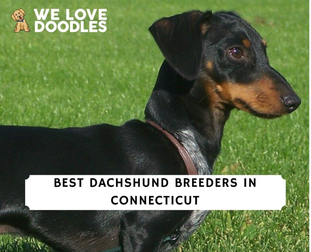 5 Best Dachshund Breeders in Connecticut! - We Love Doodles