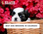 11 Best Dog Breeders in Colorado! (2022) - We Love Doodles