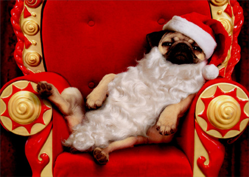 70 Best Dog Christmas Puns! - We Love Doodles