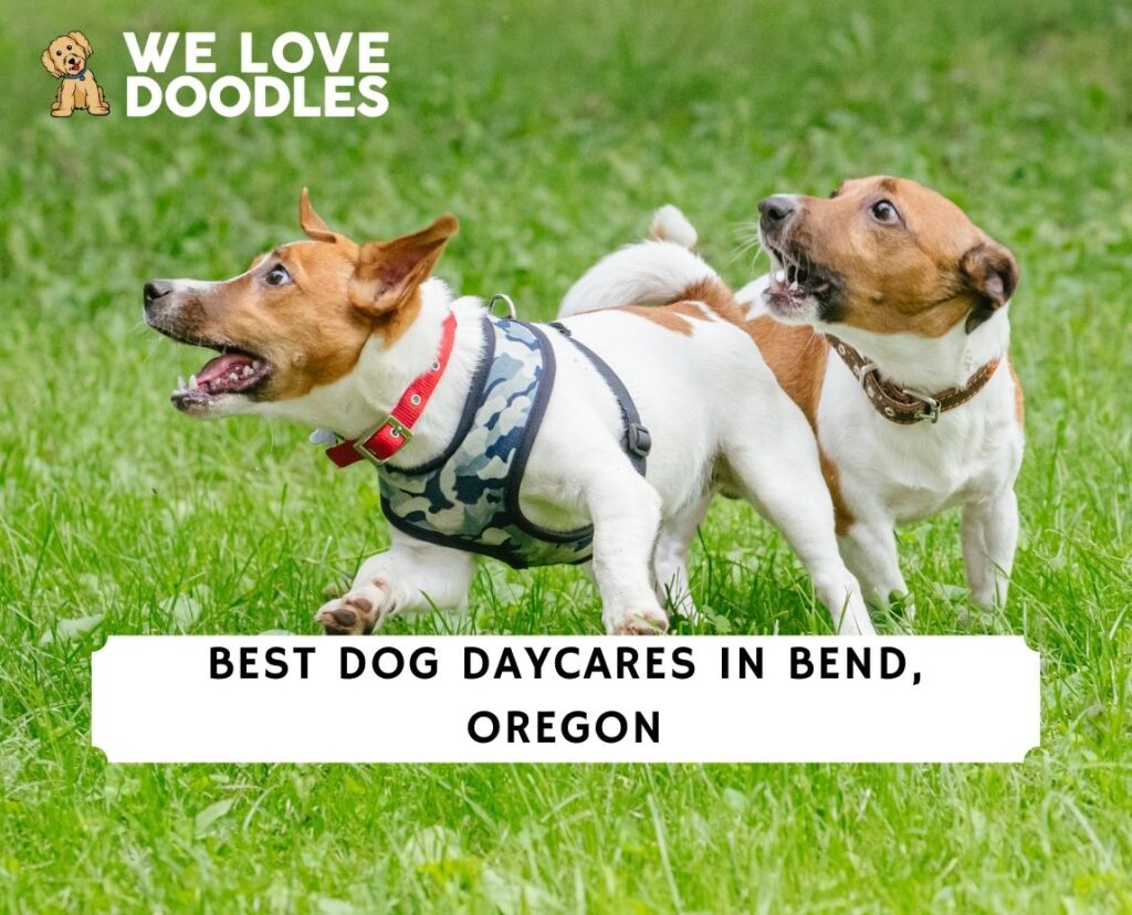 6 Best Dog Daycares In Bend Oregon 2024 We Love Doodles 6 Best Dog Daycares In Bend Oregon 2024 We Love Doodles