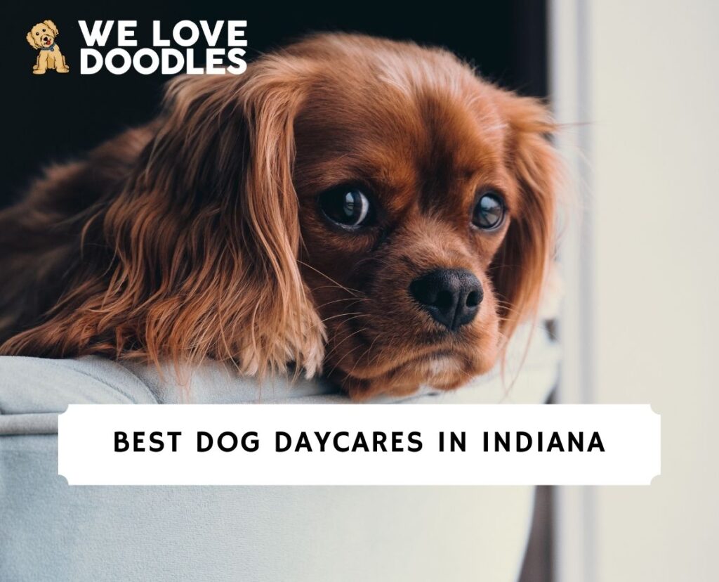 6 Best Dog Rescues in Indiana! (2024) - We Love Doodles