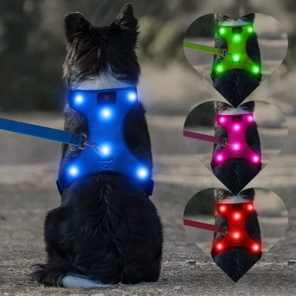 The 10 Best LED Dog Collars, Harnesses, and Leashes! - We Love Doodles