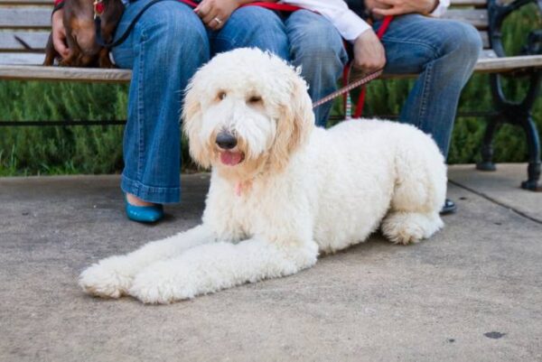 6 Mini Goldendoodle Rescues in the United States!