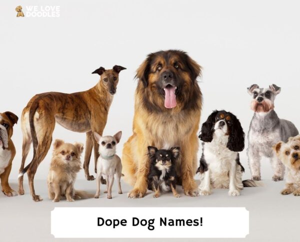 100+ Best Dope Dog Names! - We Love Doodles
