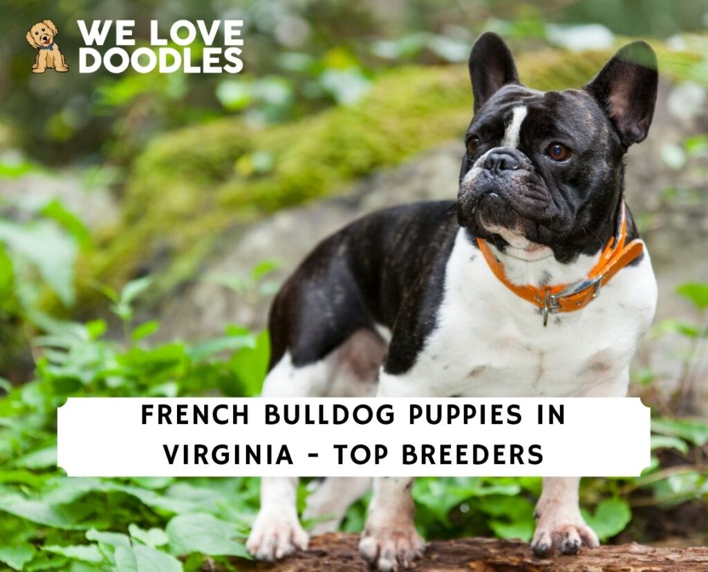French Bulldog Puppies in Virginia: Top 6 Breeders! - We Love Doodles