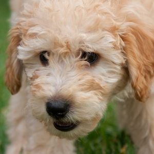 7 Best Goldendoodle Rescues in Canada! - We Love Doodles
