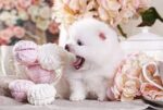 103 Best Fire Dog Names! - We Love Doodles