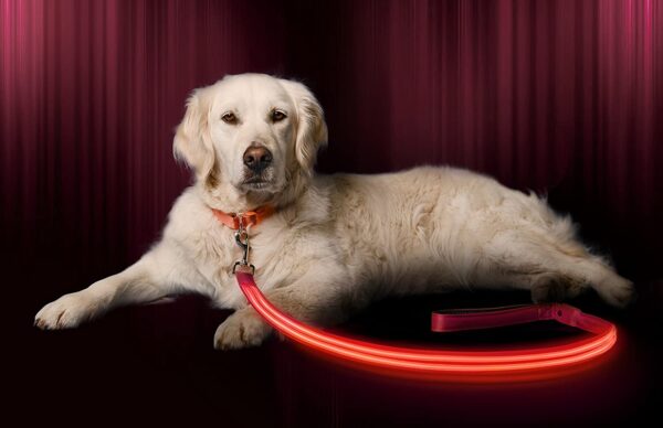 The 10 Best LED Dog Collars, Harnesses, and Leashes! - We Love Doodles