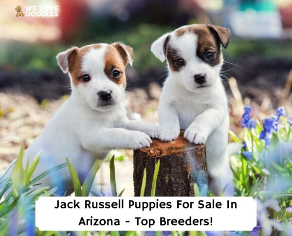 Jack Russell Puppies In Arizona: Top 6 Breeders! (2024) - We Love Doodles