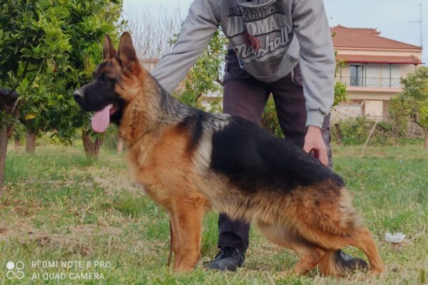 103 Best Fire Dog Names! - We Love Doodles