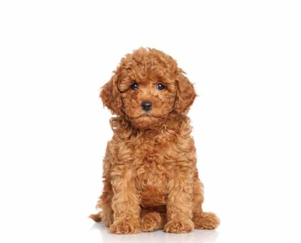 6 Mini Goldendoodle Rescues in the United States!