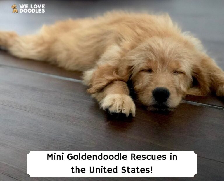 6 Mini Goldendoodle Rescues in the United States!
