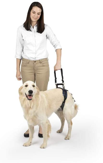 The 6 Best Hip Braces for Dogs with Hip Dysplasia! - We Love Doodles