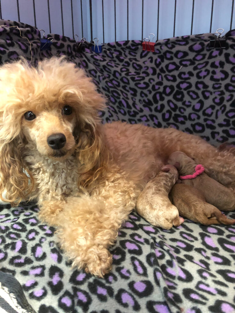 6 Best Poodle Breeders in Alberta! (2023) - We Love Doodles