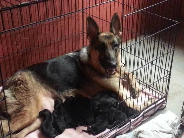 German Shepherd Puppies in Connecticut: Top 11 Breeders! (2022) - We ...