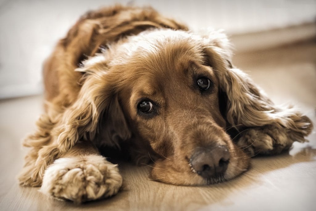 What is The 7-in-1 Shot For Puppies? - We Love Doodles