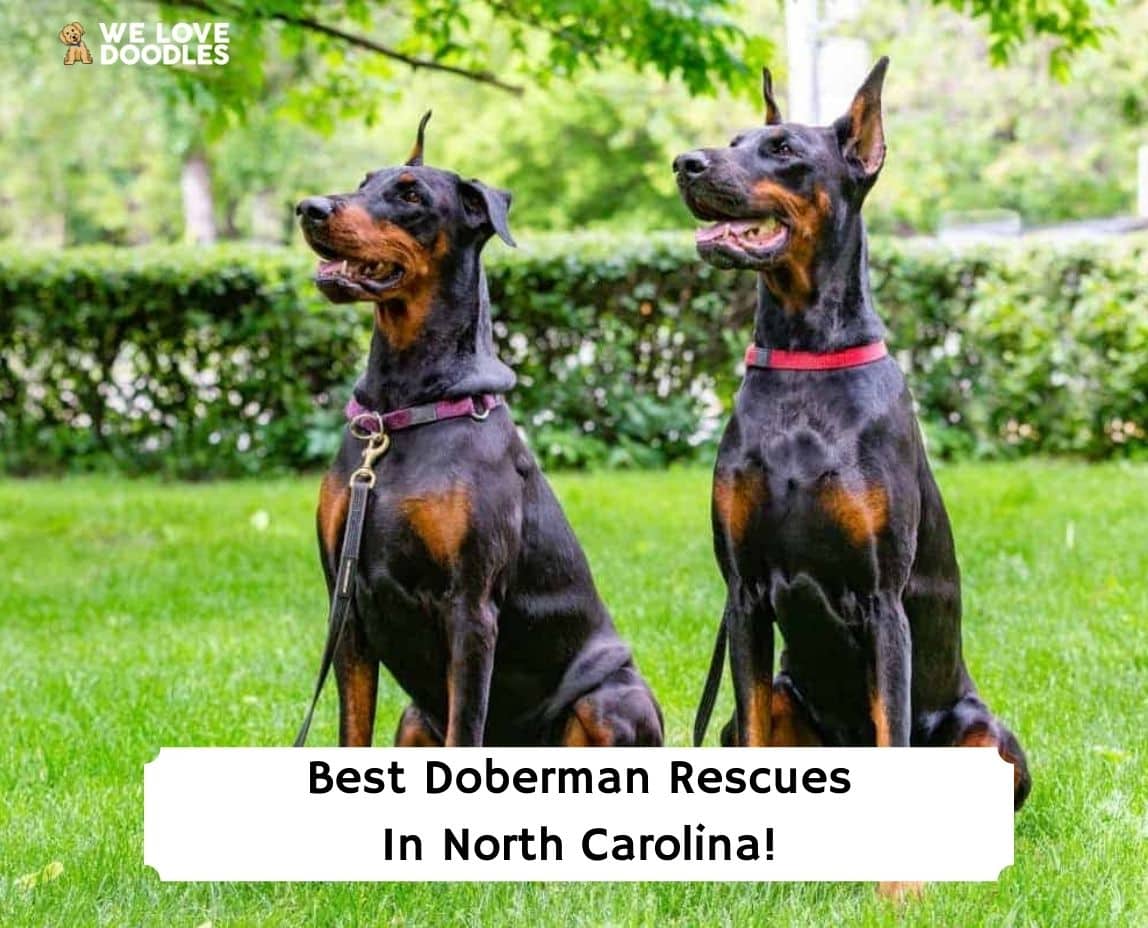 8 Best Doberman Rescues in North Carolina! - We Love Doodles