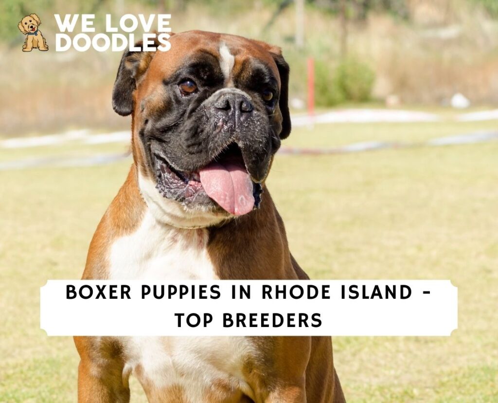 Boxer Puppies in Rhode Island: Top 11 Breeders! - We Love Doodles