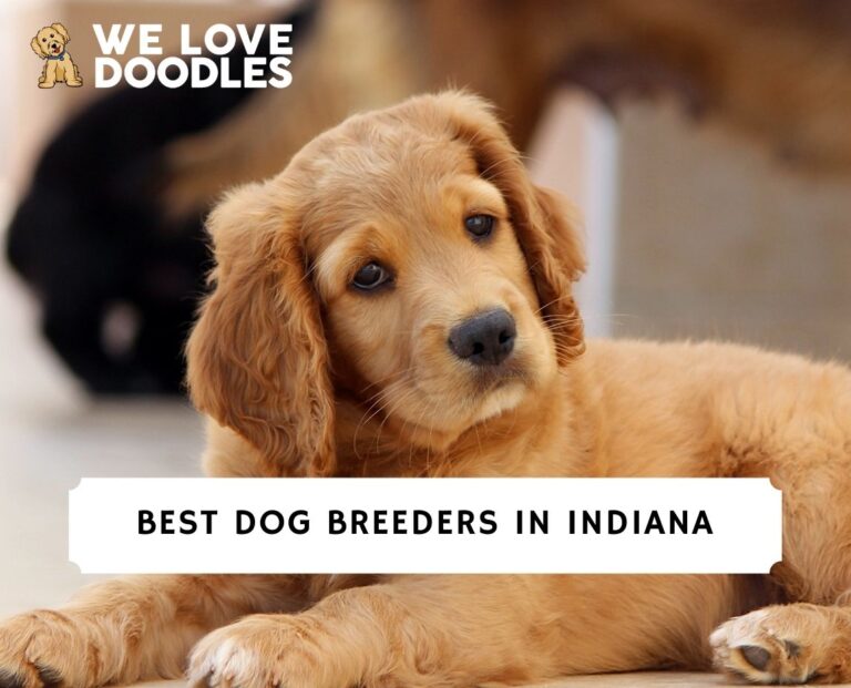 11 Best Dog Breeders in Indiana! - We Love Doodles