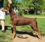 6 Best Doberman Breeders in Indiana! - We Love Doodles