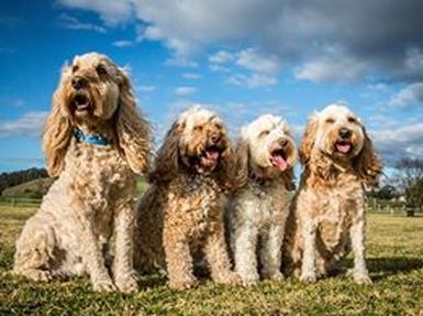 F1 vs F1B Cockapoo: What’s the Difference? - We Love Doodles