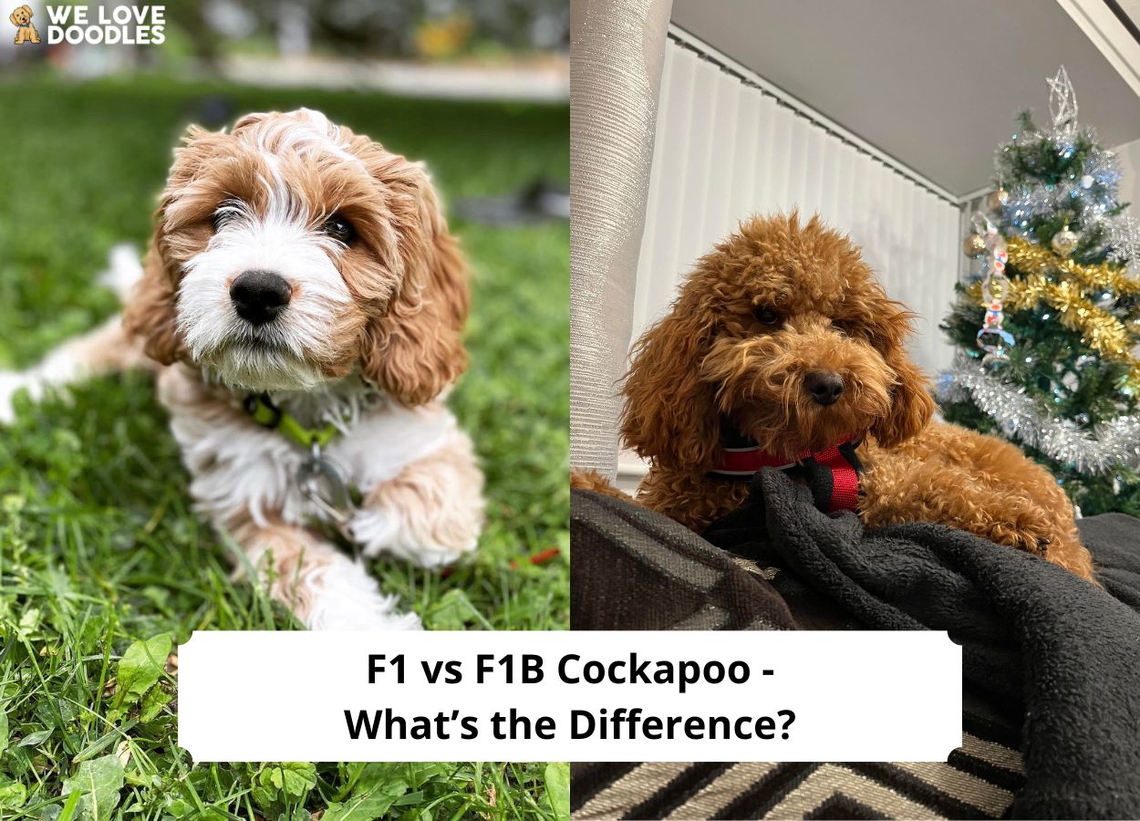 F1 vs F1B Cockapoo: What’s the Difference? - We Love Doodles