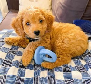 F1 vs. F1B Cavapoo Dog Breed Comparison! (2022) - We Love Doodles