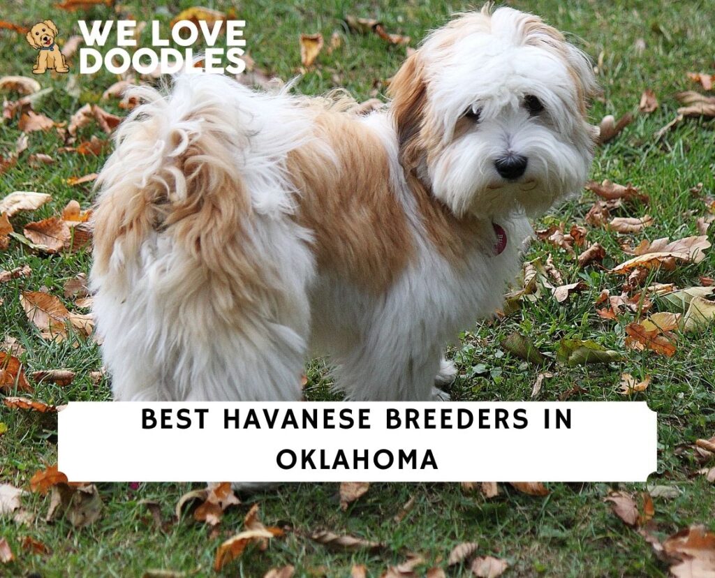 5 Best Havanese Breeders in Oklahoma! (2024)
