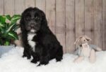 What is a Reverse Sheepadoodle? - We Love Doodles